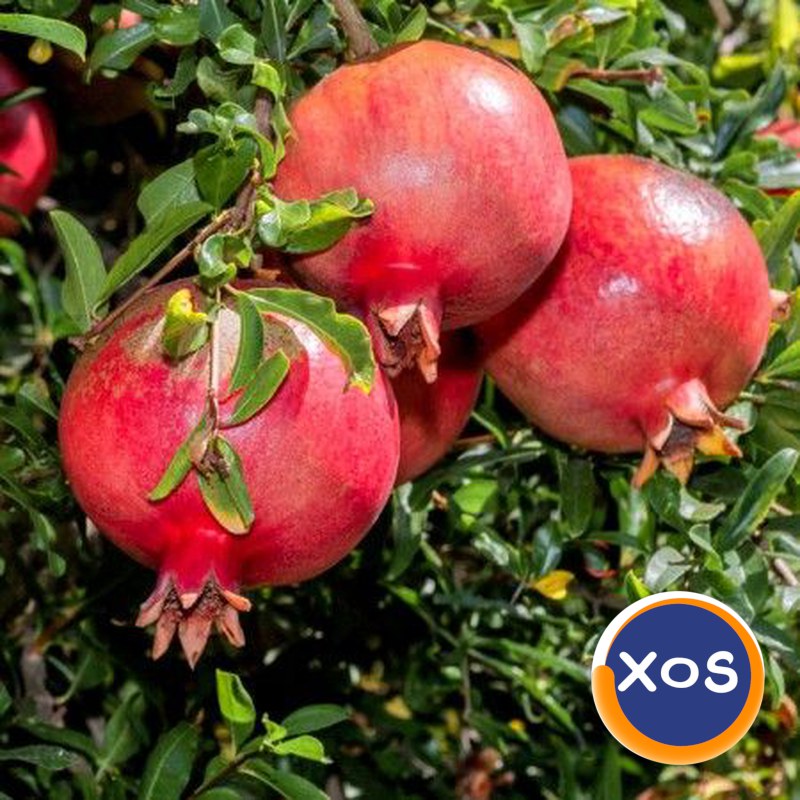 Butasi Rodiu Soiul Aco — XOS.ro